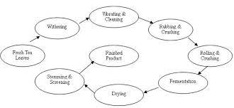 process for manufacturing black tea – Diagram |IELTS| SpeakoClub