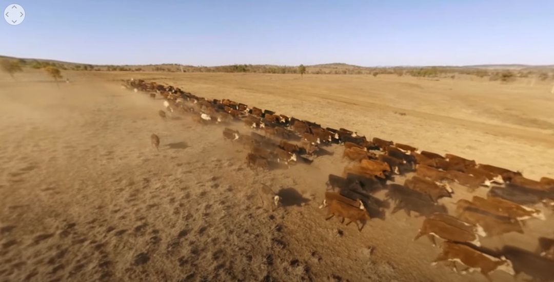 Queensland Beef | Resources