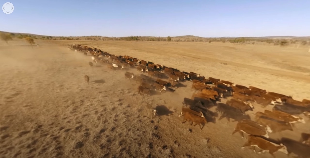 Queensland Beef | Resources