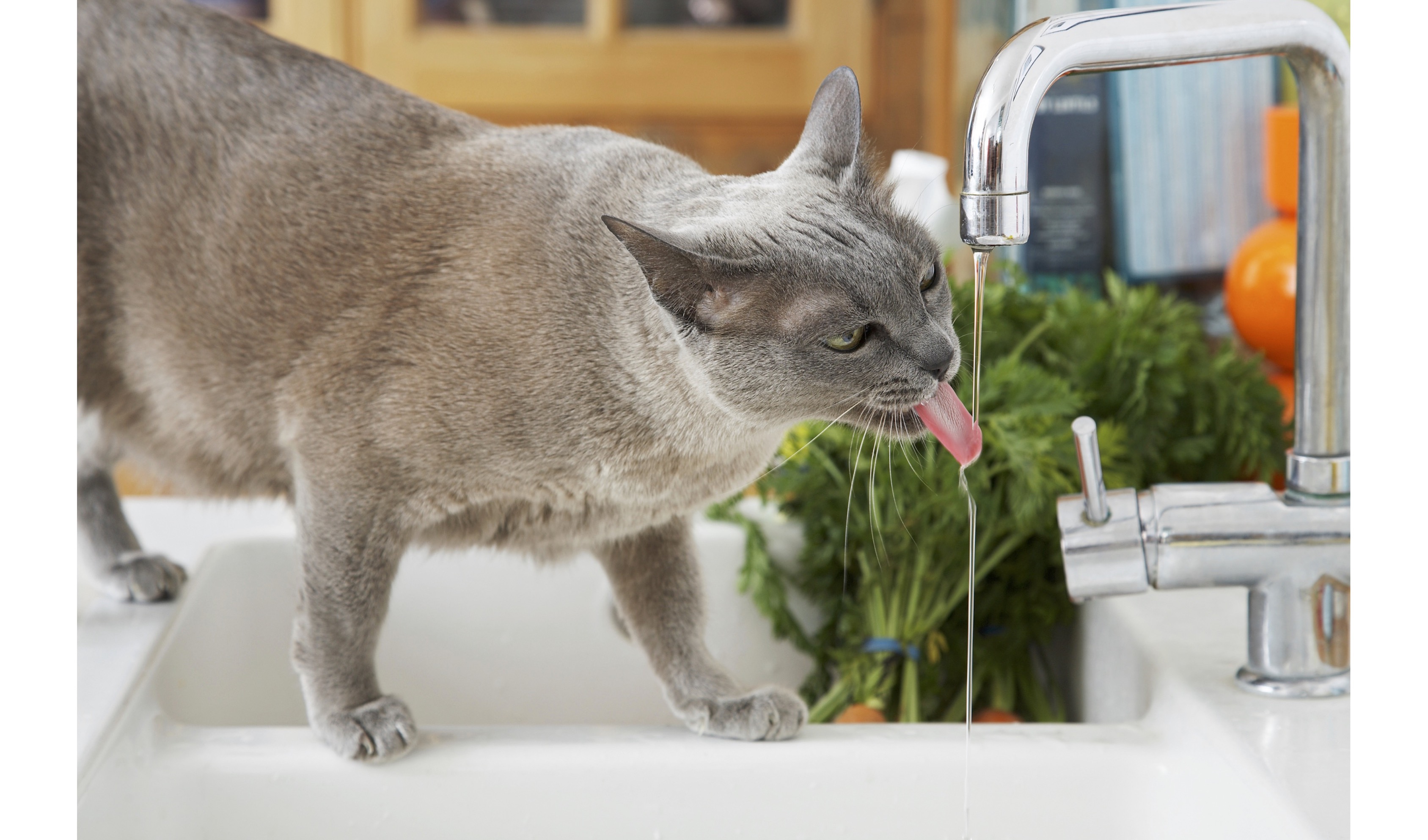Cat Hydration | Best 20 Tips to Get a Cat to Drink More Water