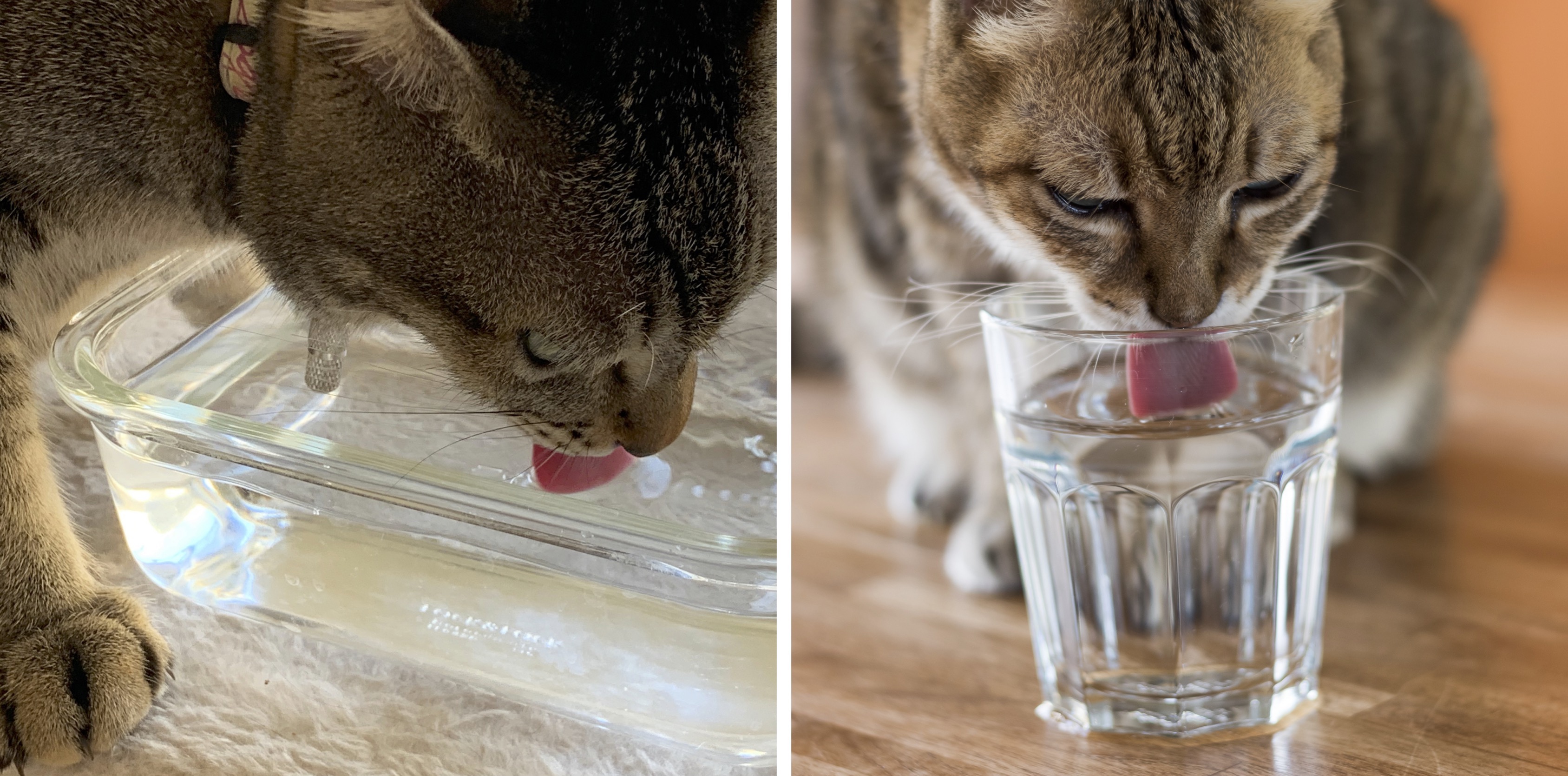 Cat Hydration | Best 20 Tips to Get a Cat to Drink More Water