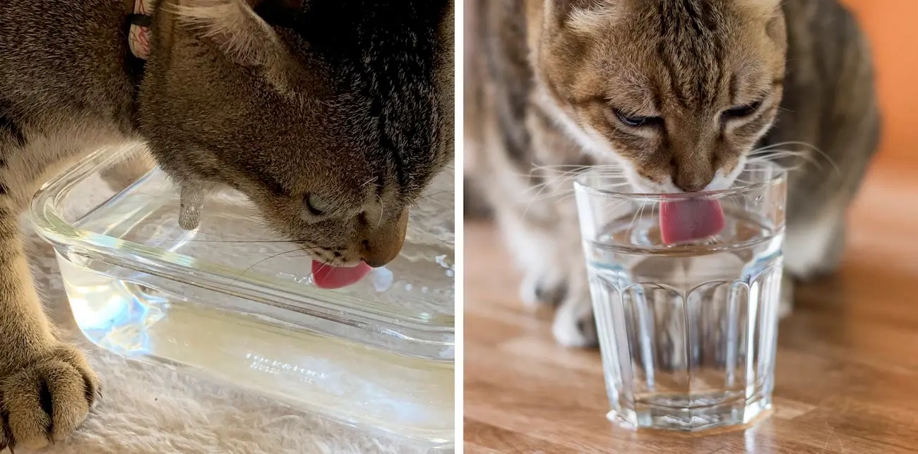 How to Get a Cat to Drink More Water | 20 Cat Drinking Tips