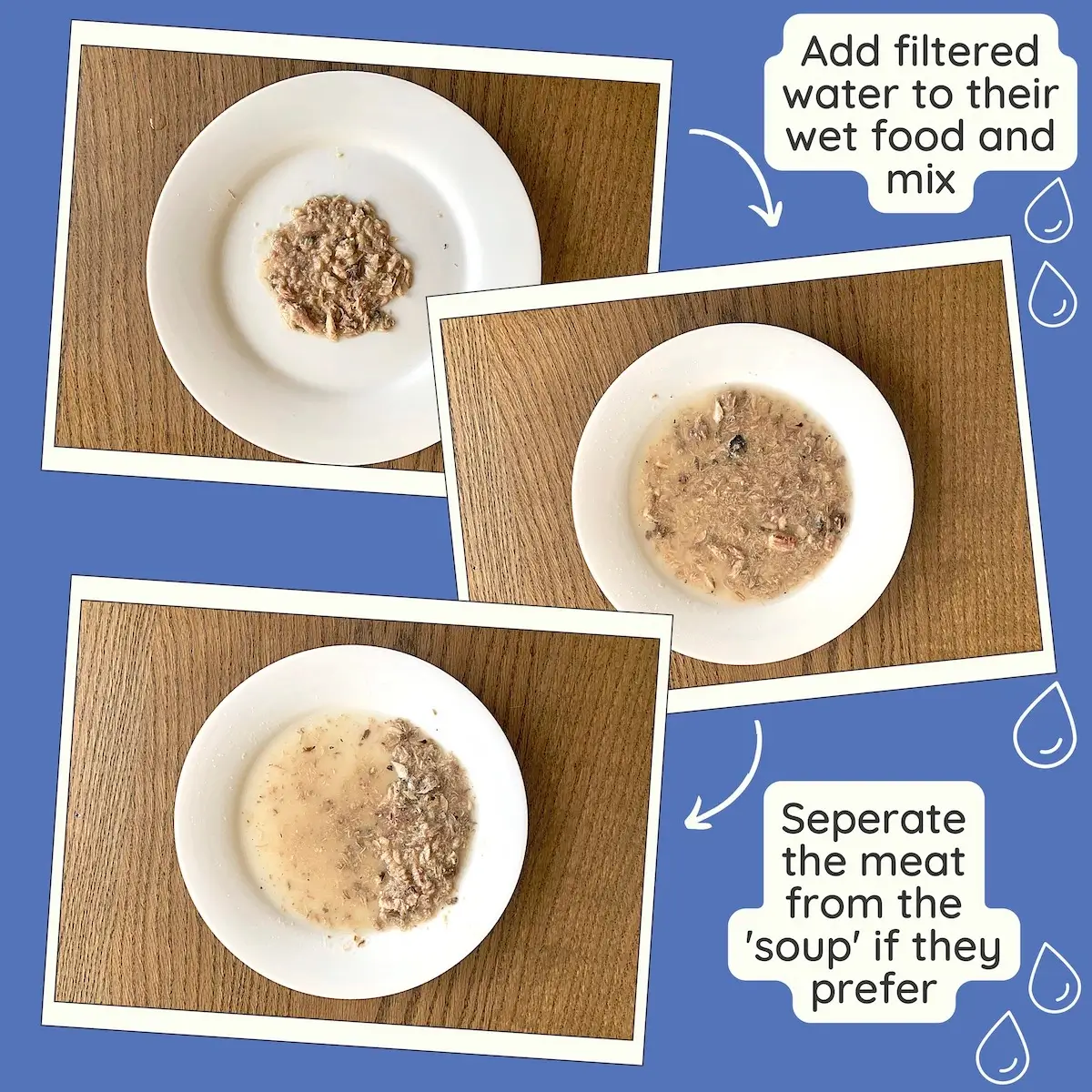 How to Get a Cat to Drink More Water | 20 Cat Drinking Tips