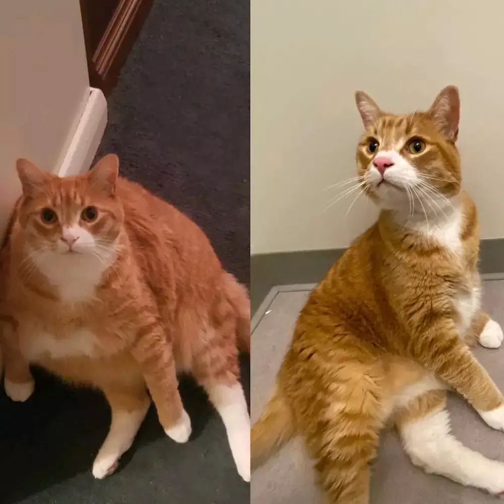 How to Help a Cat Lose Weight | Effective Weight Loss Plan