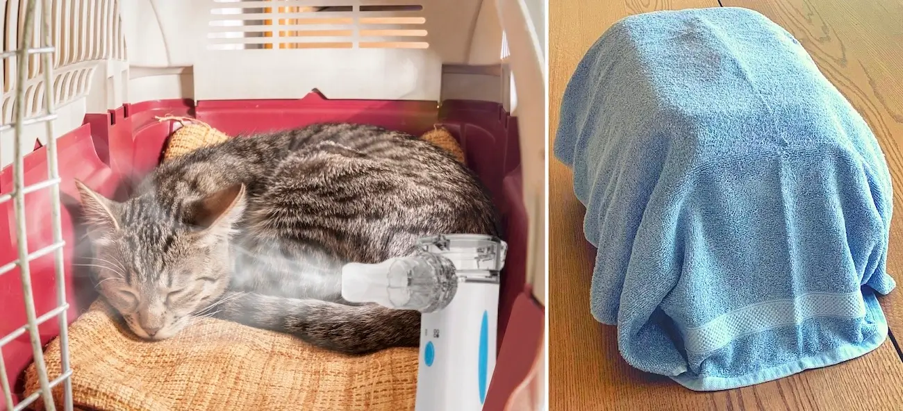 Cat Flu Home Care | 10 Ways to Support a Cat's Recovery