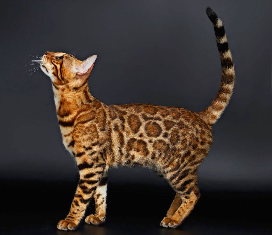 Cat Body Condition Score Chart | How to Score Your Cat 1-9