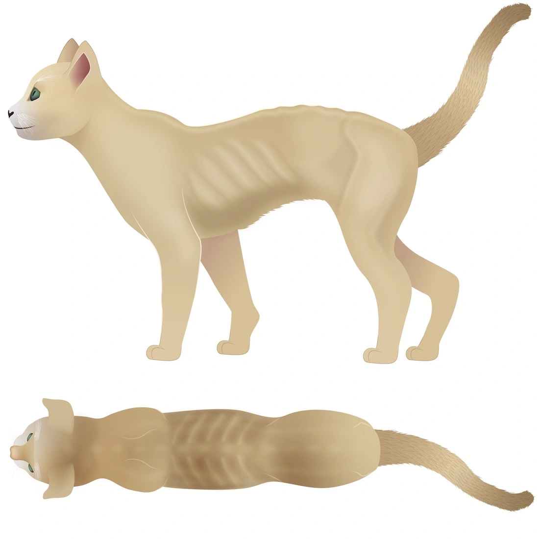 Cat Body Condition Score Chart | How to Score Your Cat 1-9