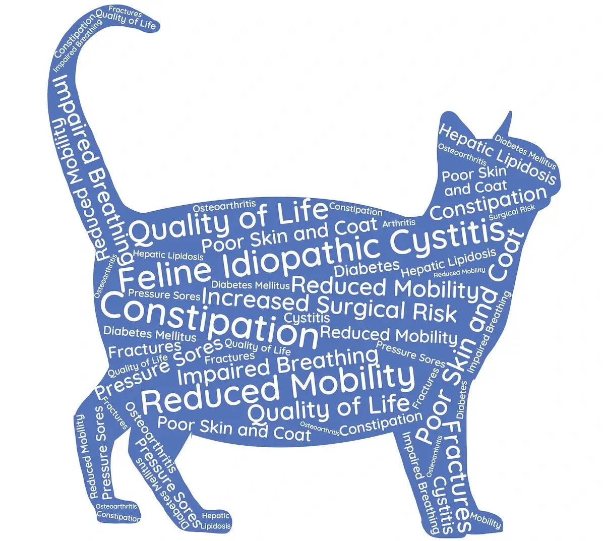 Overweight Cat Health Problems | 12 Obesity Health Risks