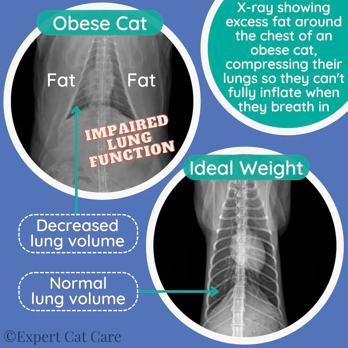 Overweight Cat Health Problems | 12 Obesity Health Risks