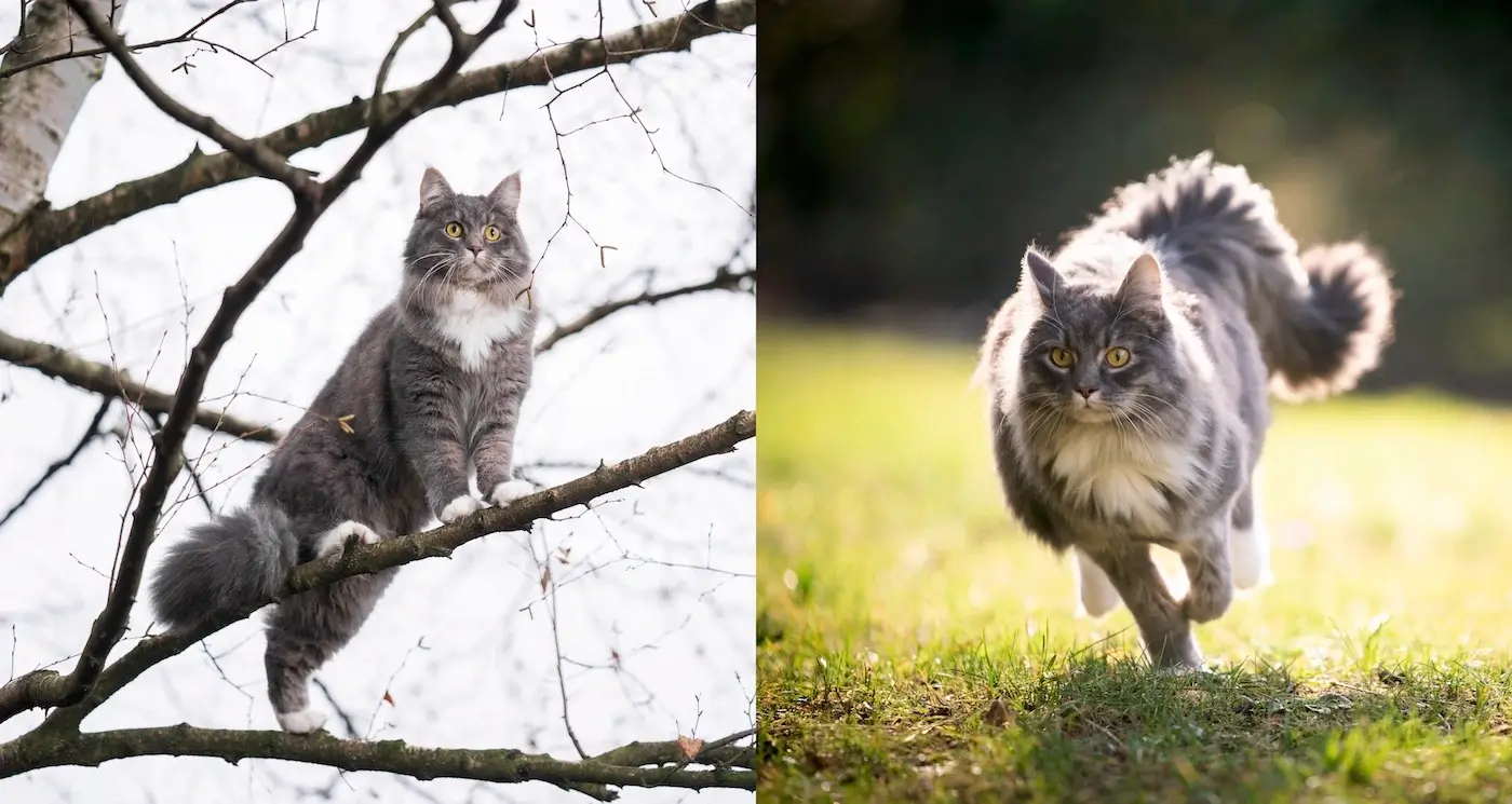 Overweight Cat Health Problems | 12 Obesity Health Risks