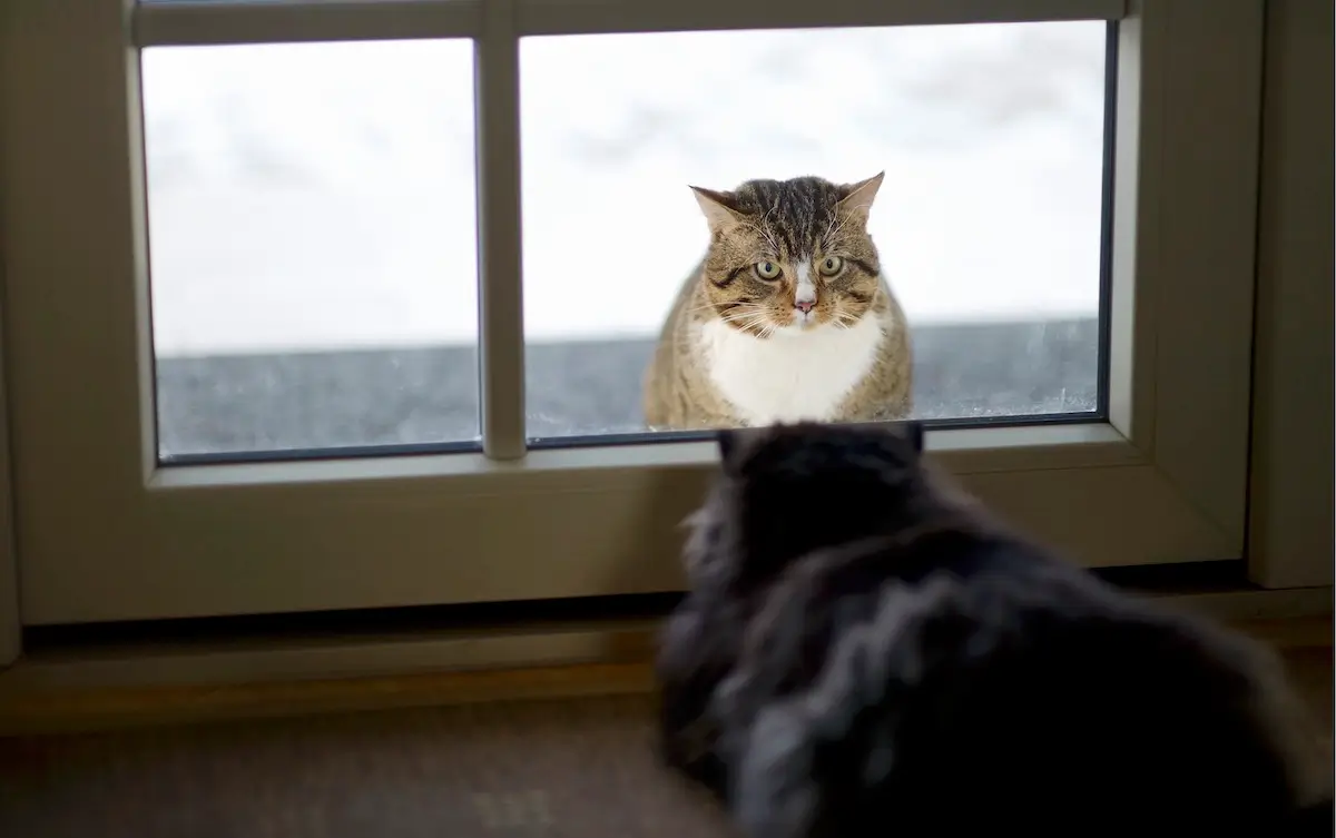 How to Stop a Cat Spraying Indoors: Vet Shares 11 Solutions