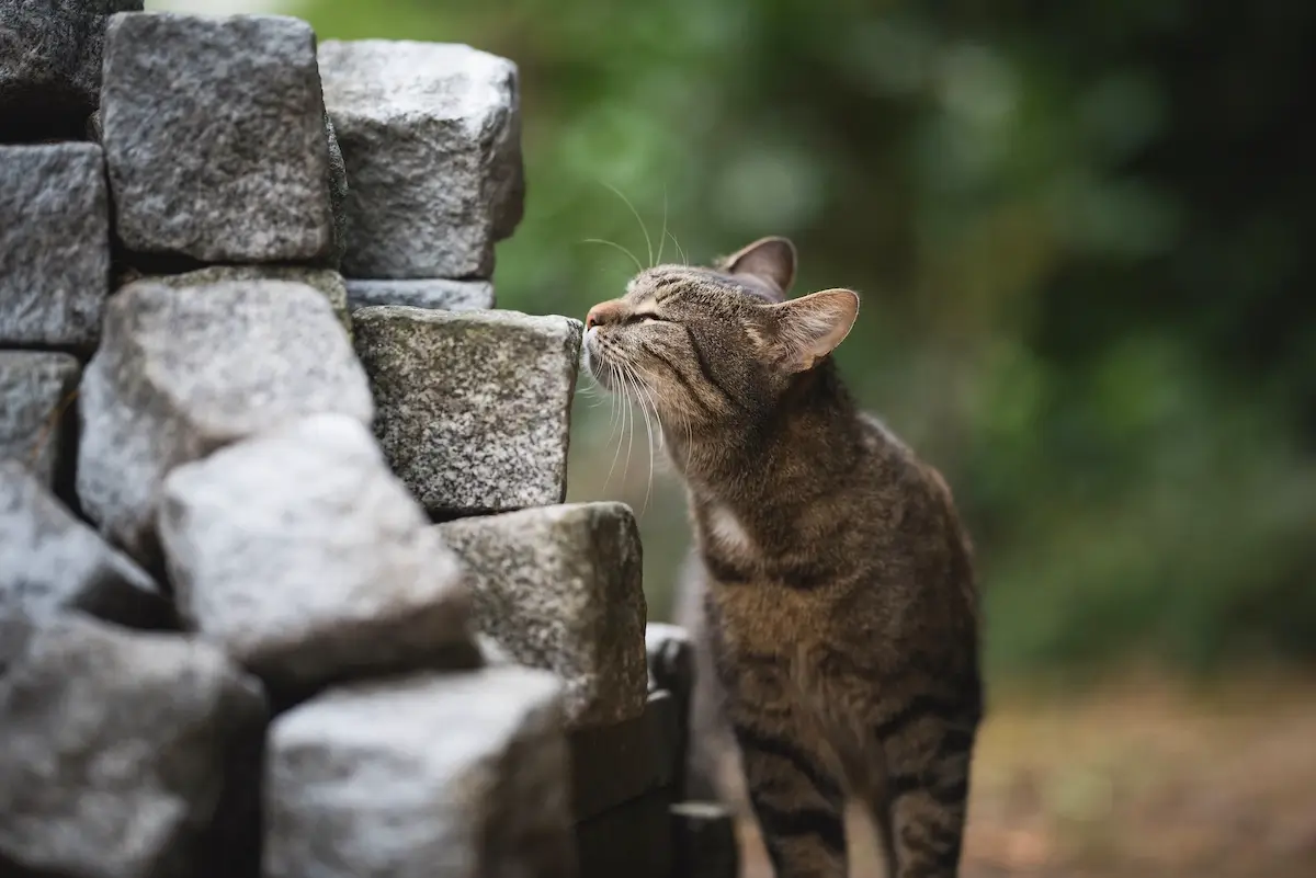How to Get Rid of Cat Spray Smell | Fast, Effective + Easy