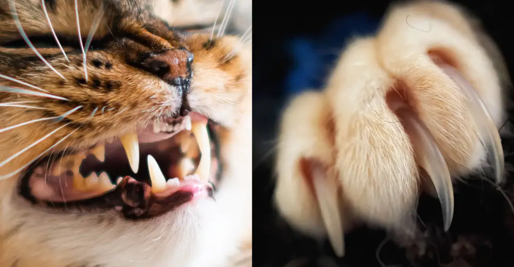 How to Reintroduce Cats After a Fight | 5-Step Plan to Peace