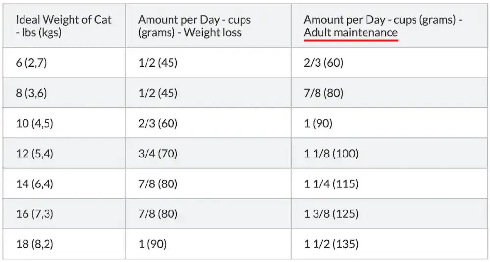 How to Help a Cat Lose Weight | Effective Weight Loss Plan