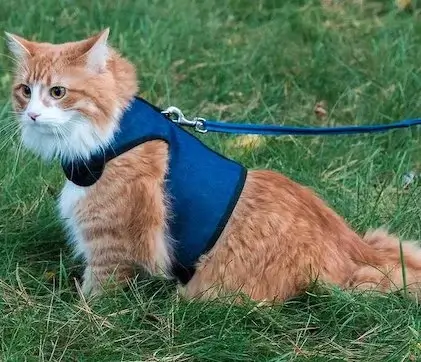 How to Help a Cat Lose Weight | Effective Weight Loss Plan