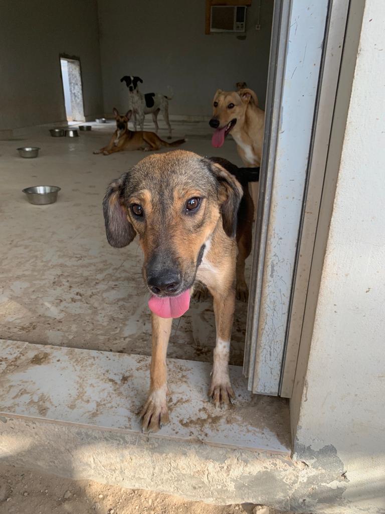 Kalani | Adopt An Animal BARC