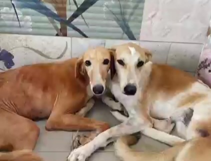 Dusk's Success Story | BARC