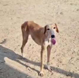 Dusk's Success Story | BARC