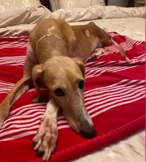 Dusk's Success Story | BARC