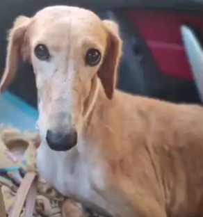 Dusk's Success Story | BARC