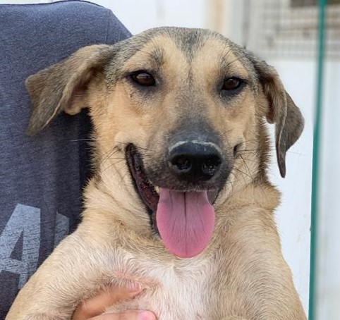 Kaili | Adopt An Animal BARC