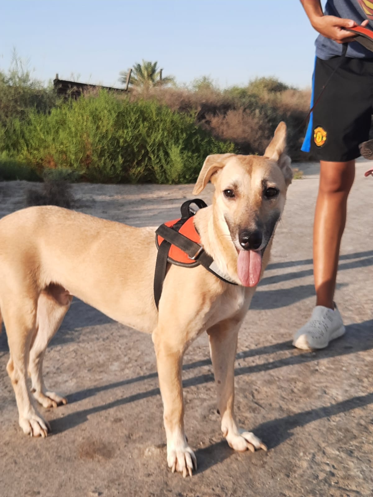 Kojo | Adopt An Animal BARC