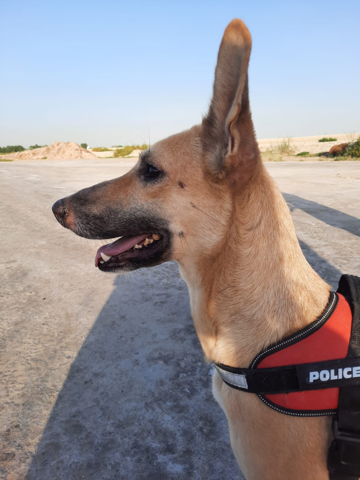 Kojo | Adopt An Animal BARC