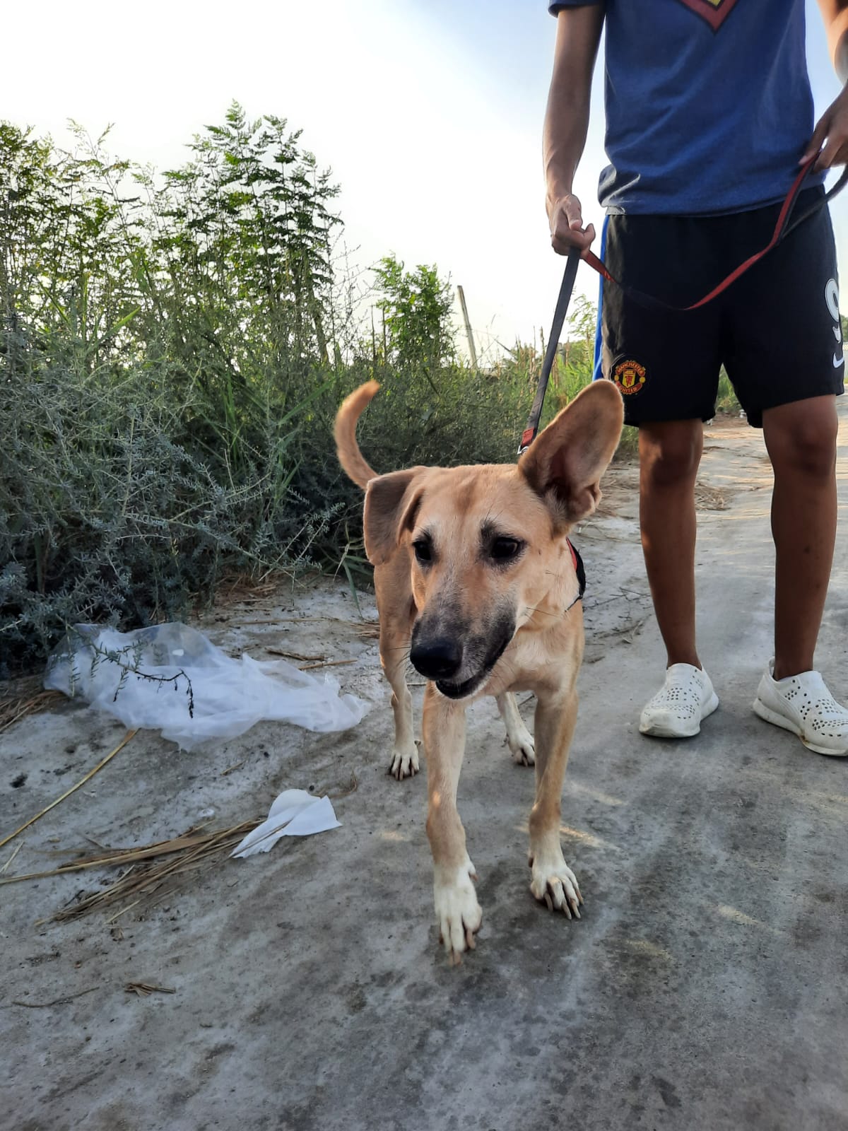 Kojo | Adopt An Animal BARC