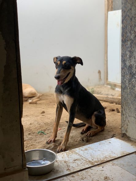 Kali | Adopt An Animal BARC