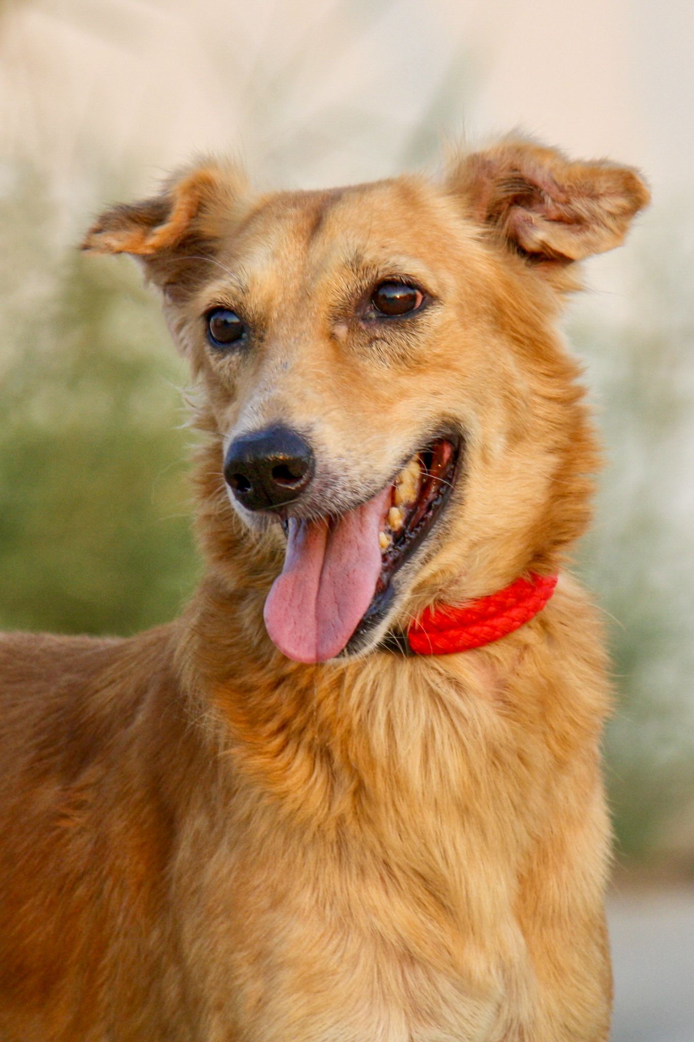 Toffee | Adopt An Animal BARC