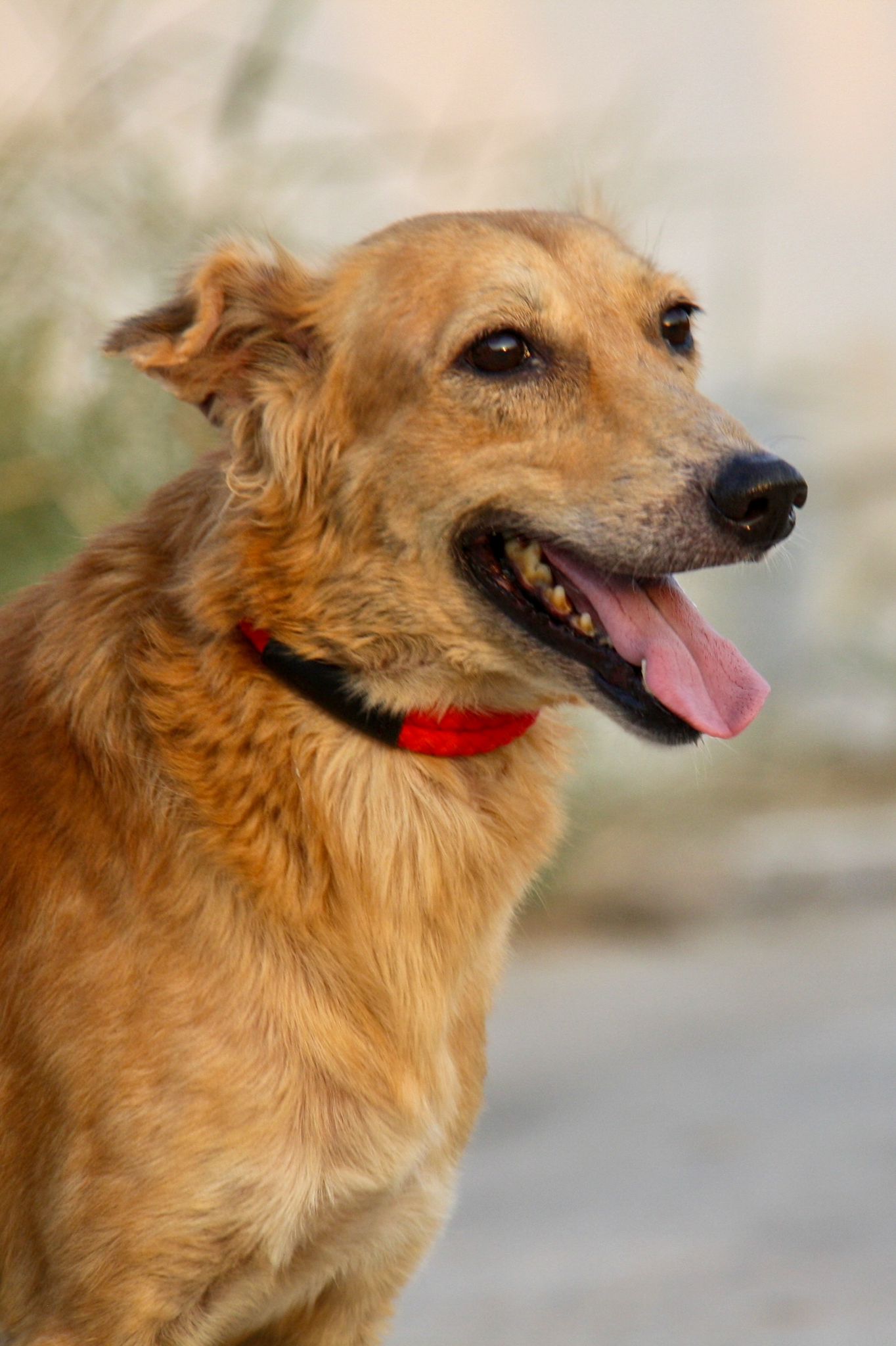 Toffee | Adopt An Animal BARC