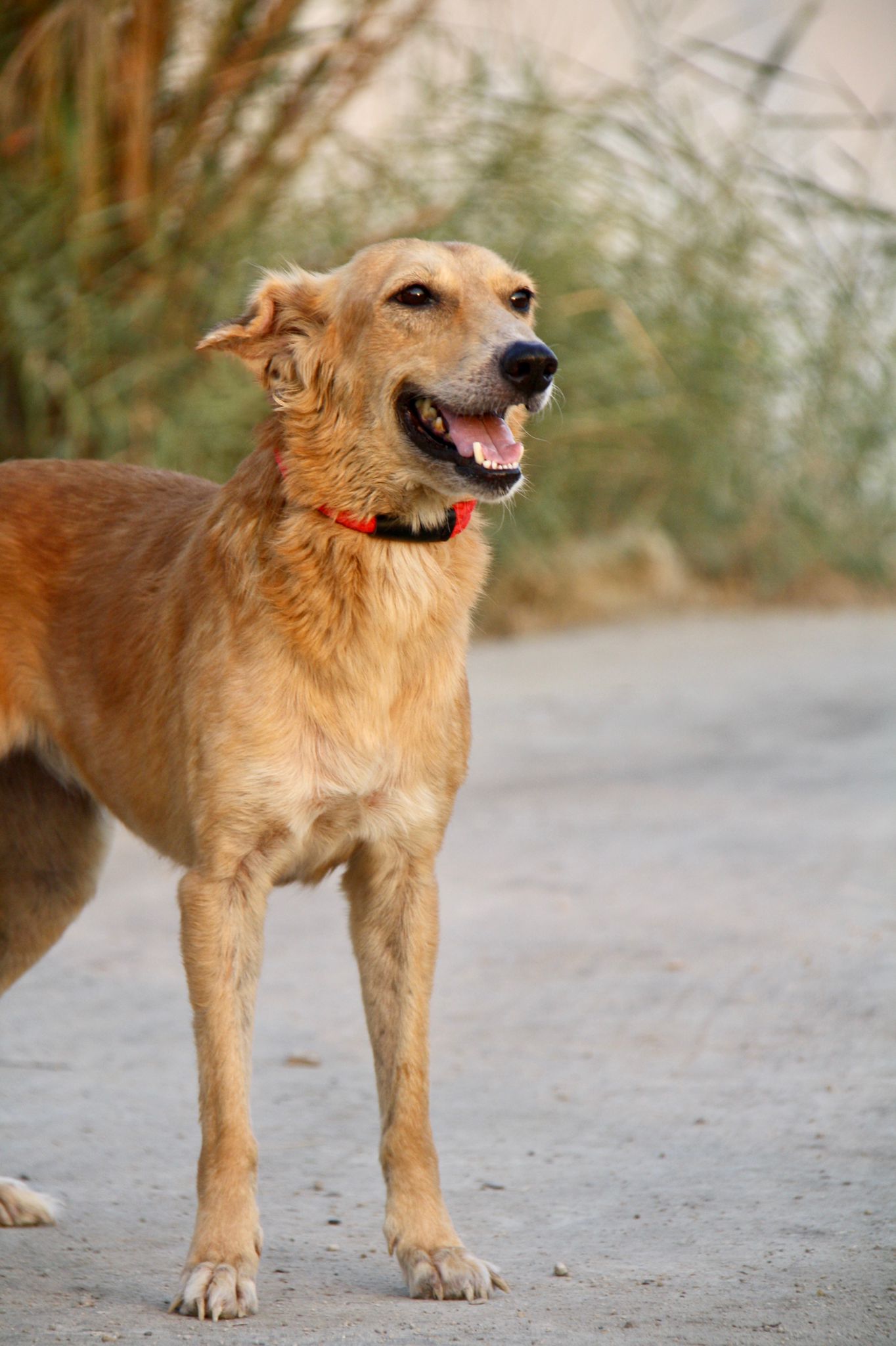 Toffee | Adopt An Animal BARC