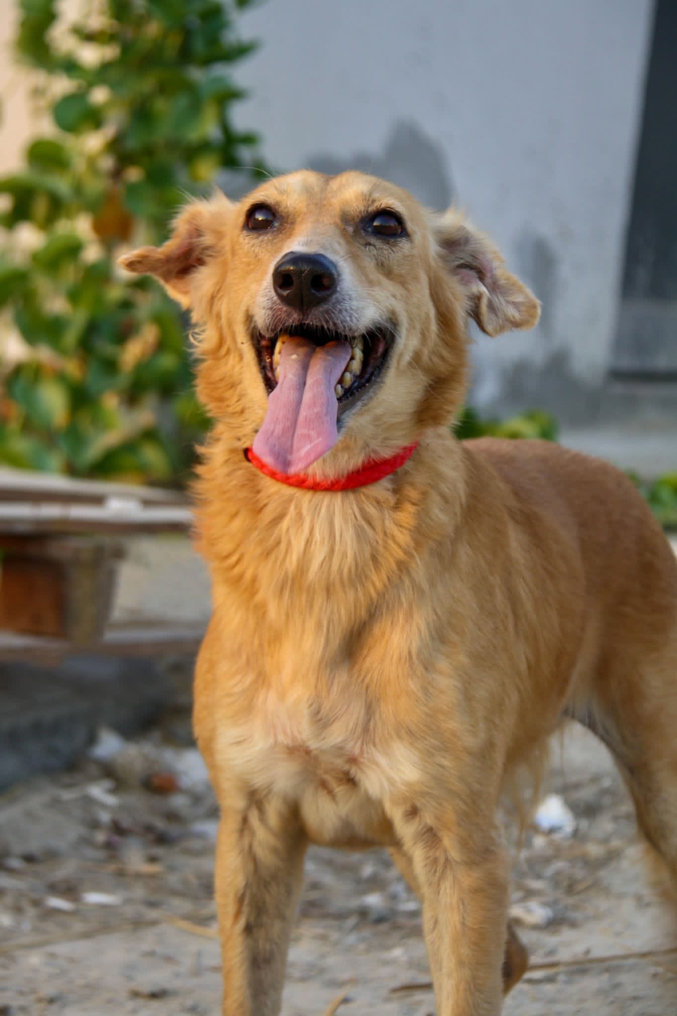 Toffee | Adopt An Animal BARC