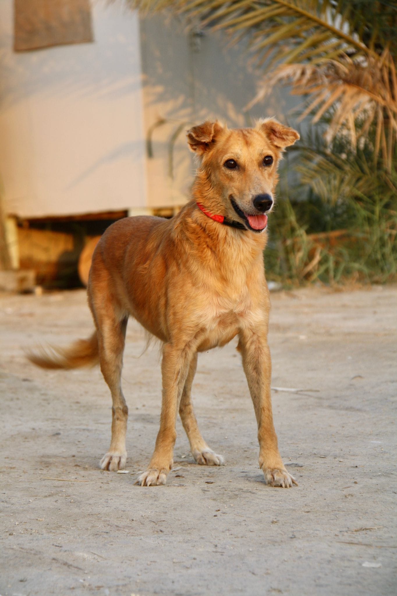 Toffee | Adopt An Animal BARC