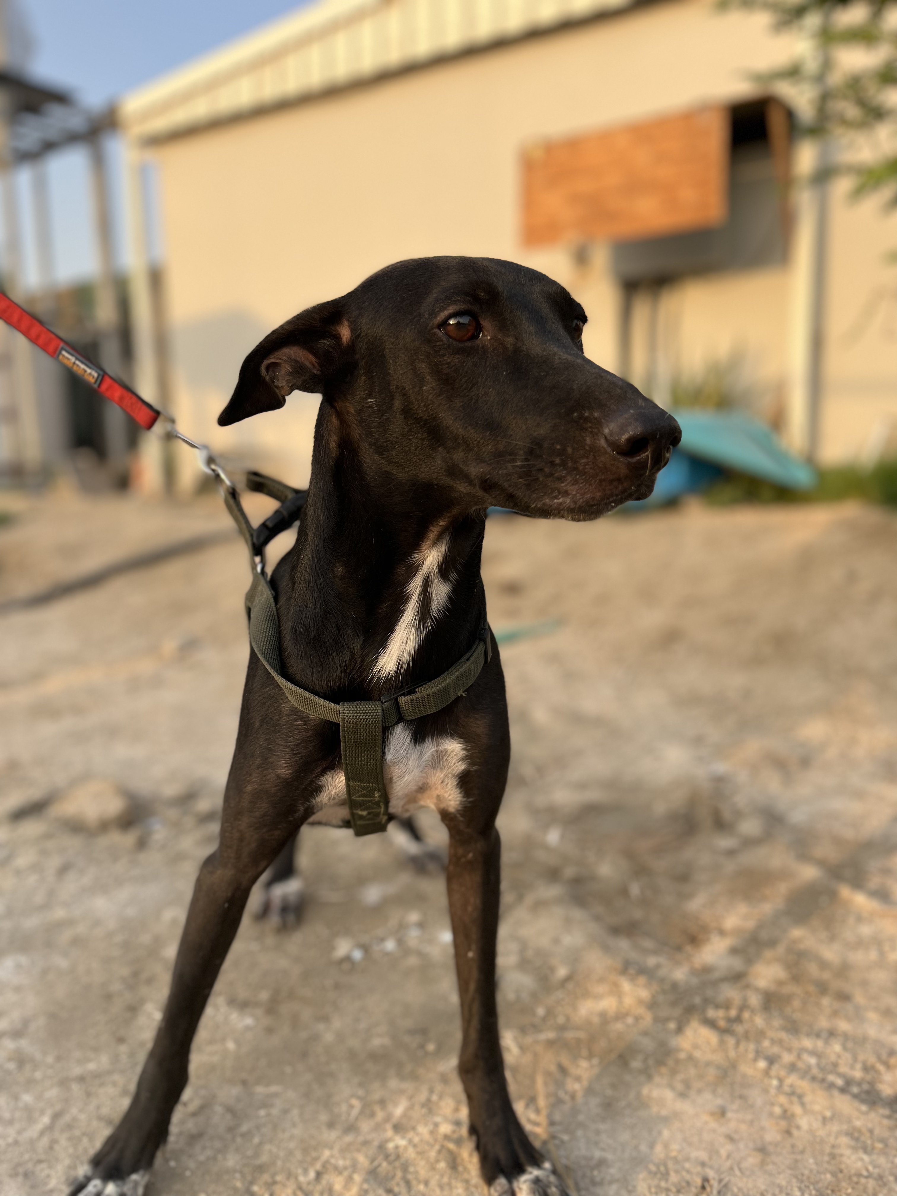 Akamai | Adopt An Animal BARC