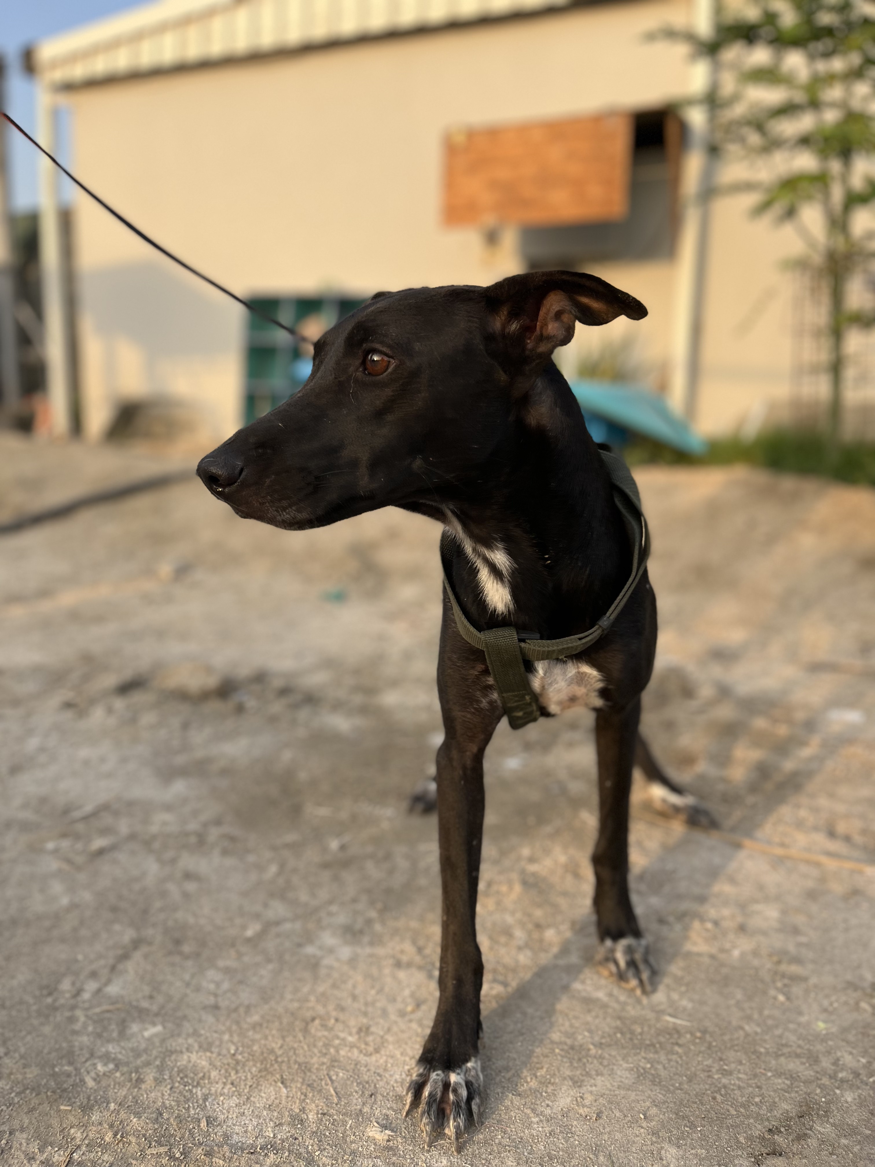 Akamai | Adopt An Animal BARC