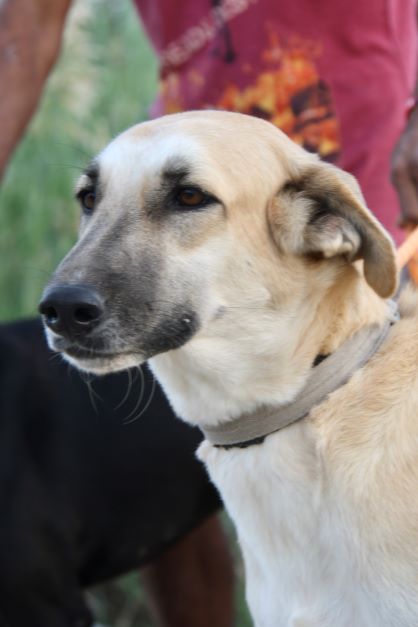 Adopt a Rescue Dog | BARC