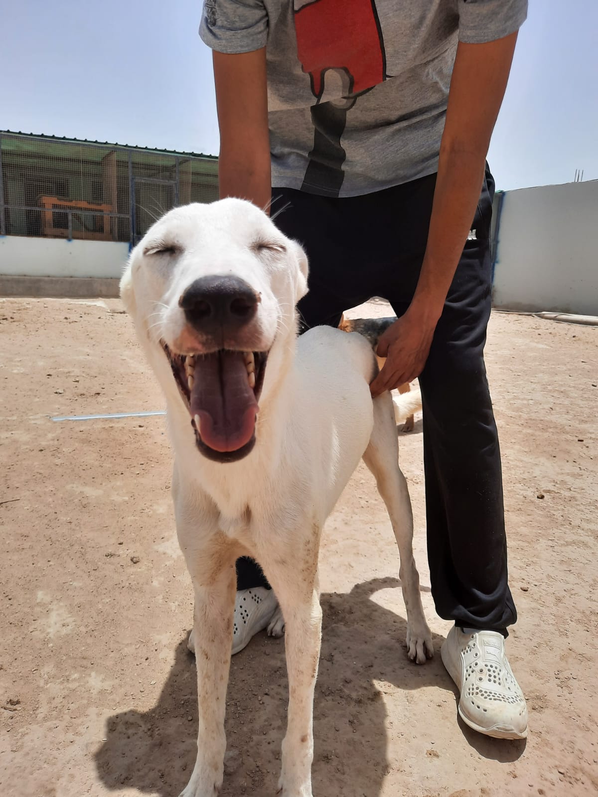 Lumee | Adopt An Animal BARC