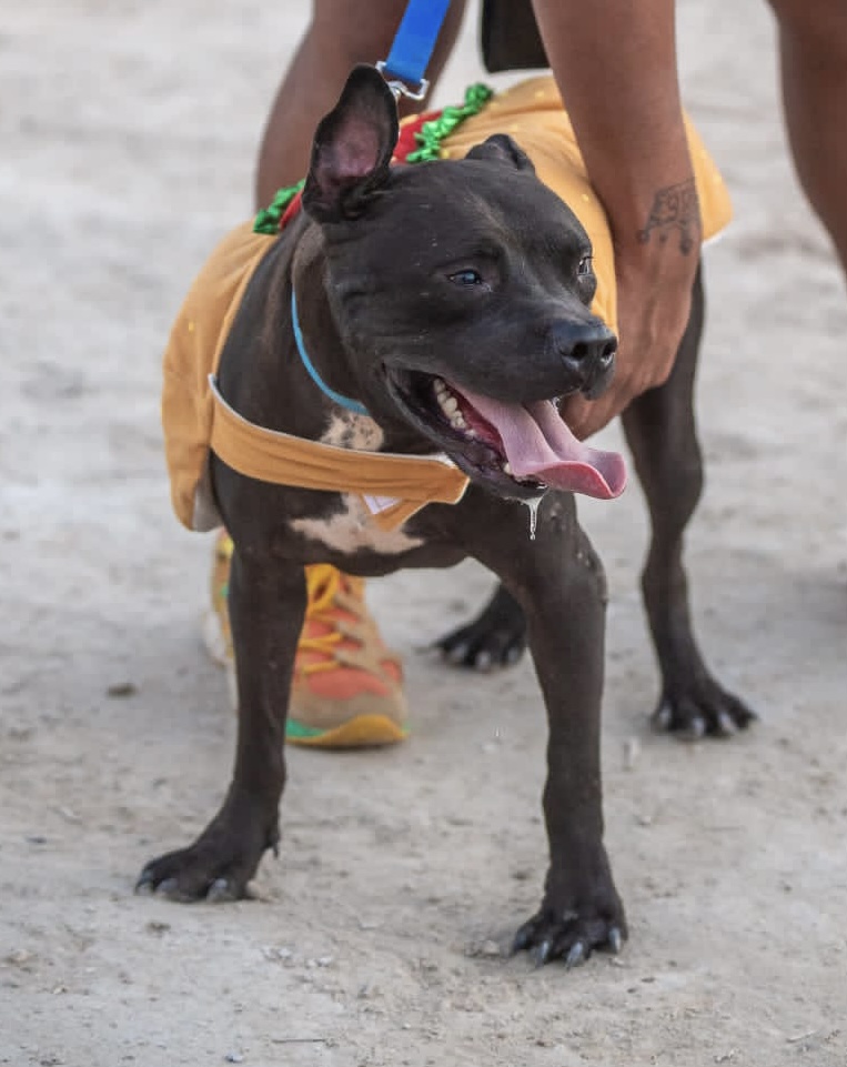 Victor | Adopt An Animal BARC