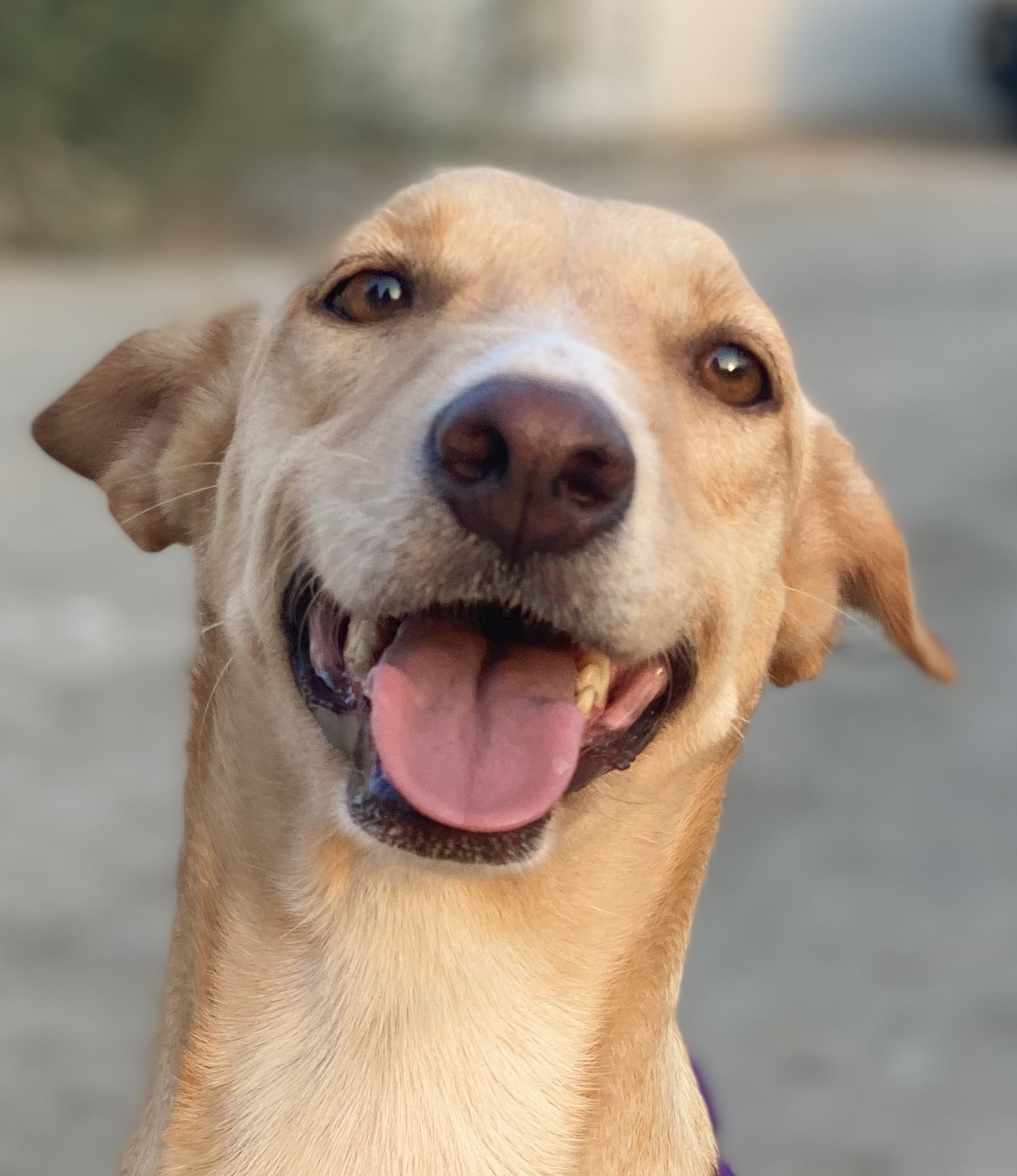 Makana | Adopt An Animal BARC