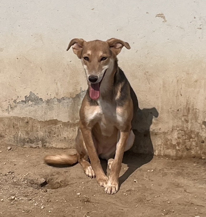 Roma | Adopt An Animal BARC