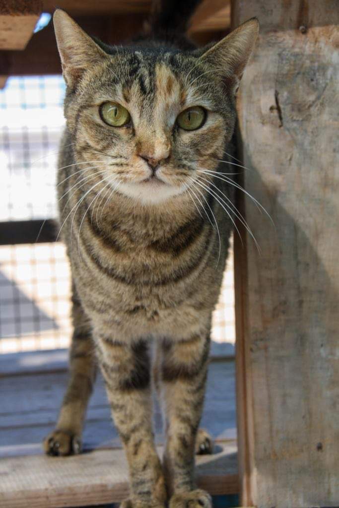 Caramel | Adopt An Animal BARC