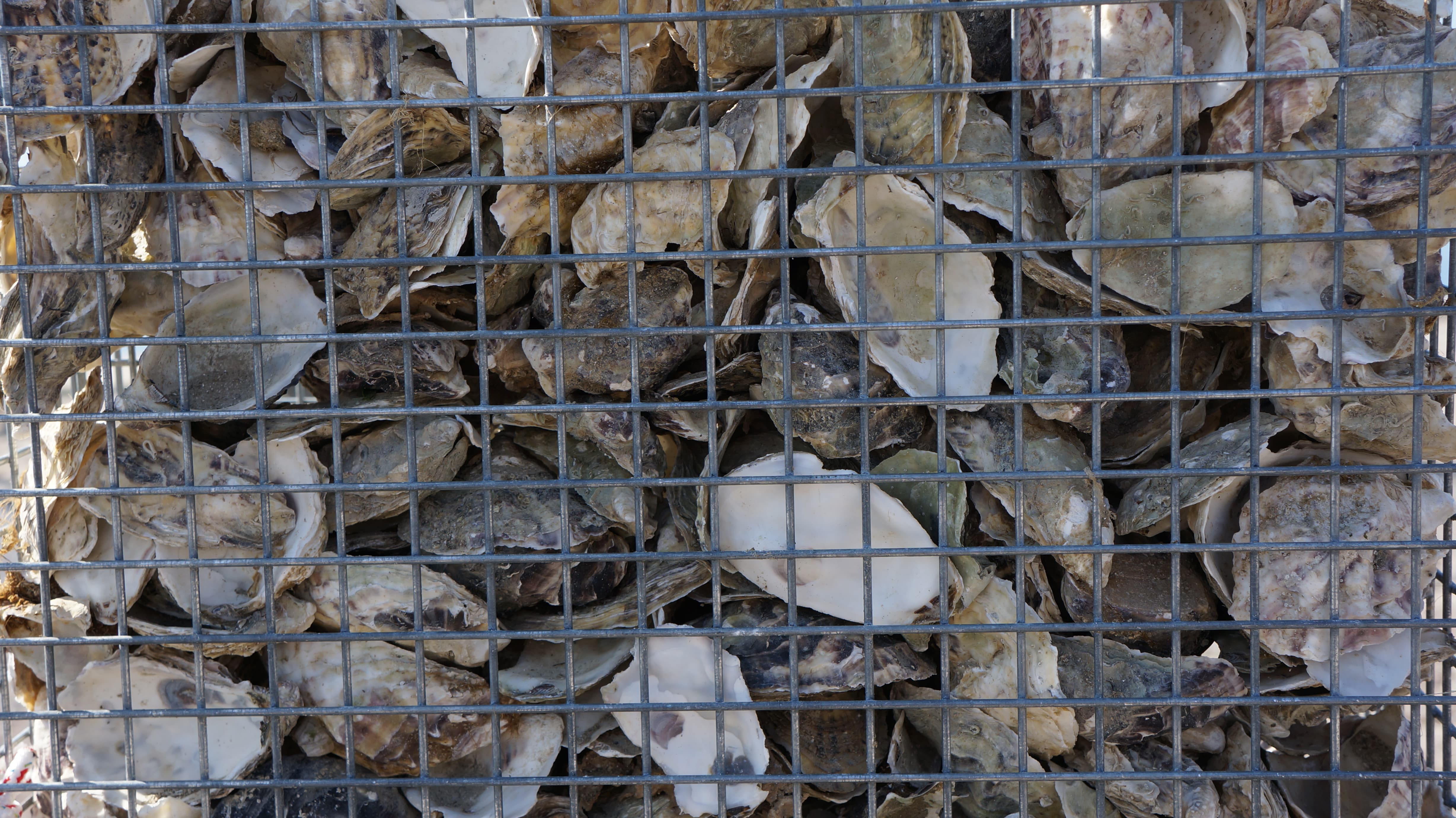 By & Havn: Reusing oyster shells to secure higher biodiversity