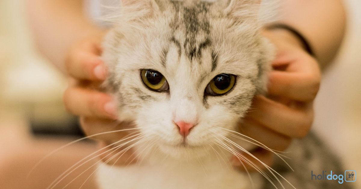 Garde Chat : Trouvez votre Petsitter en 3 clics | Holidog