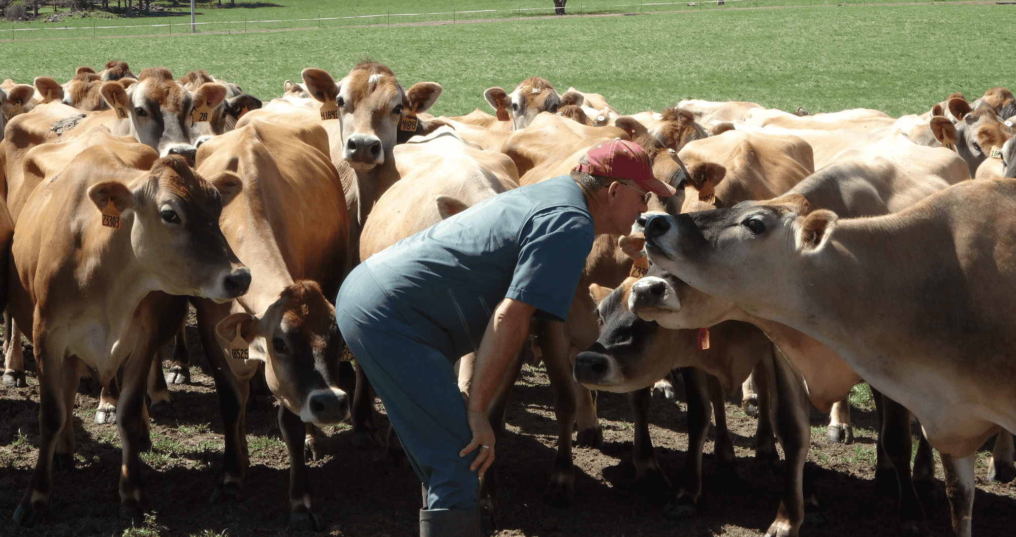 Home [www.oregondairyfarmers.org]