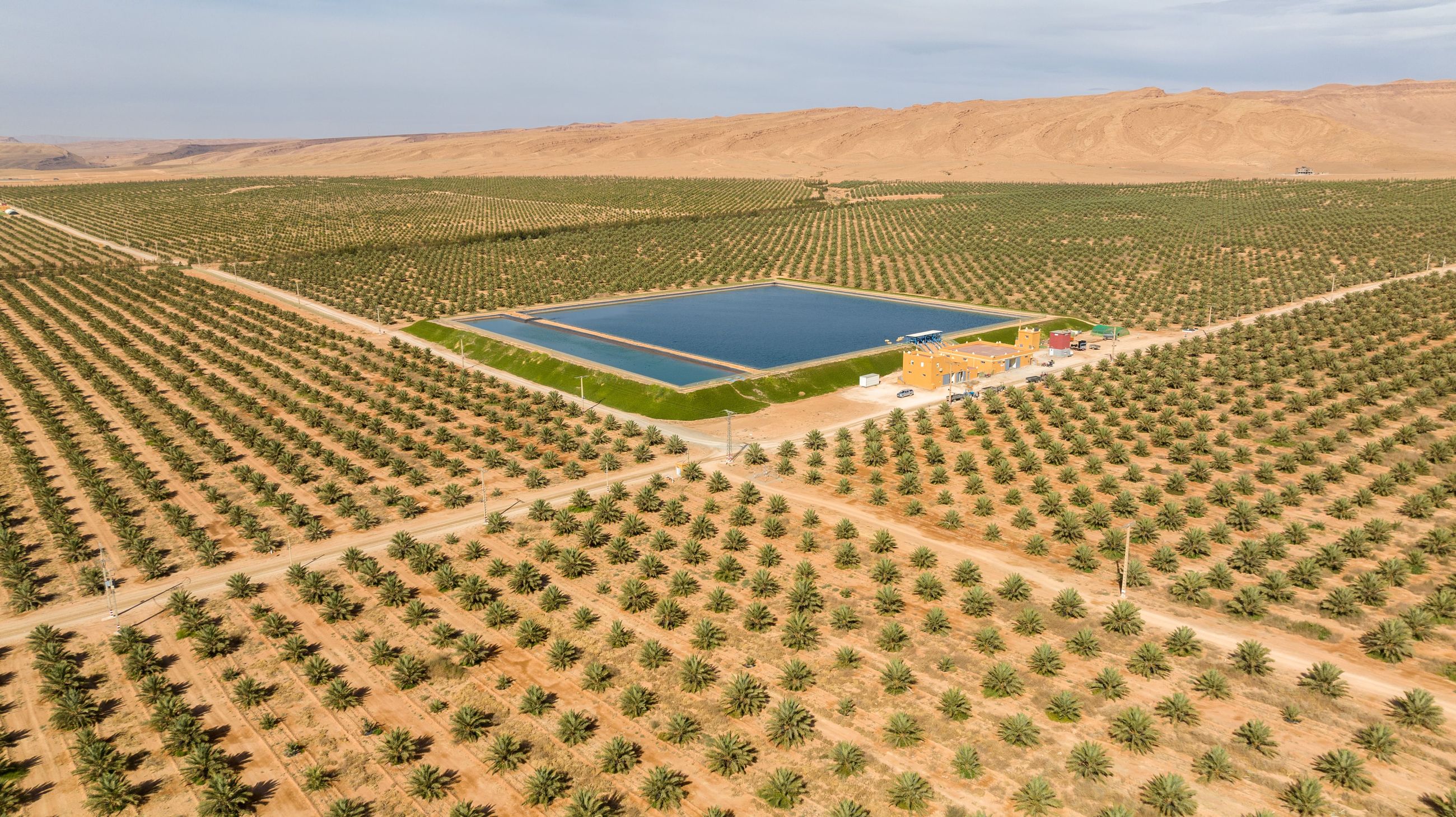 Medjool Star: Moroccan Mejhoul Excellence