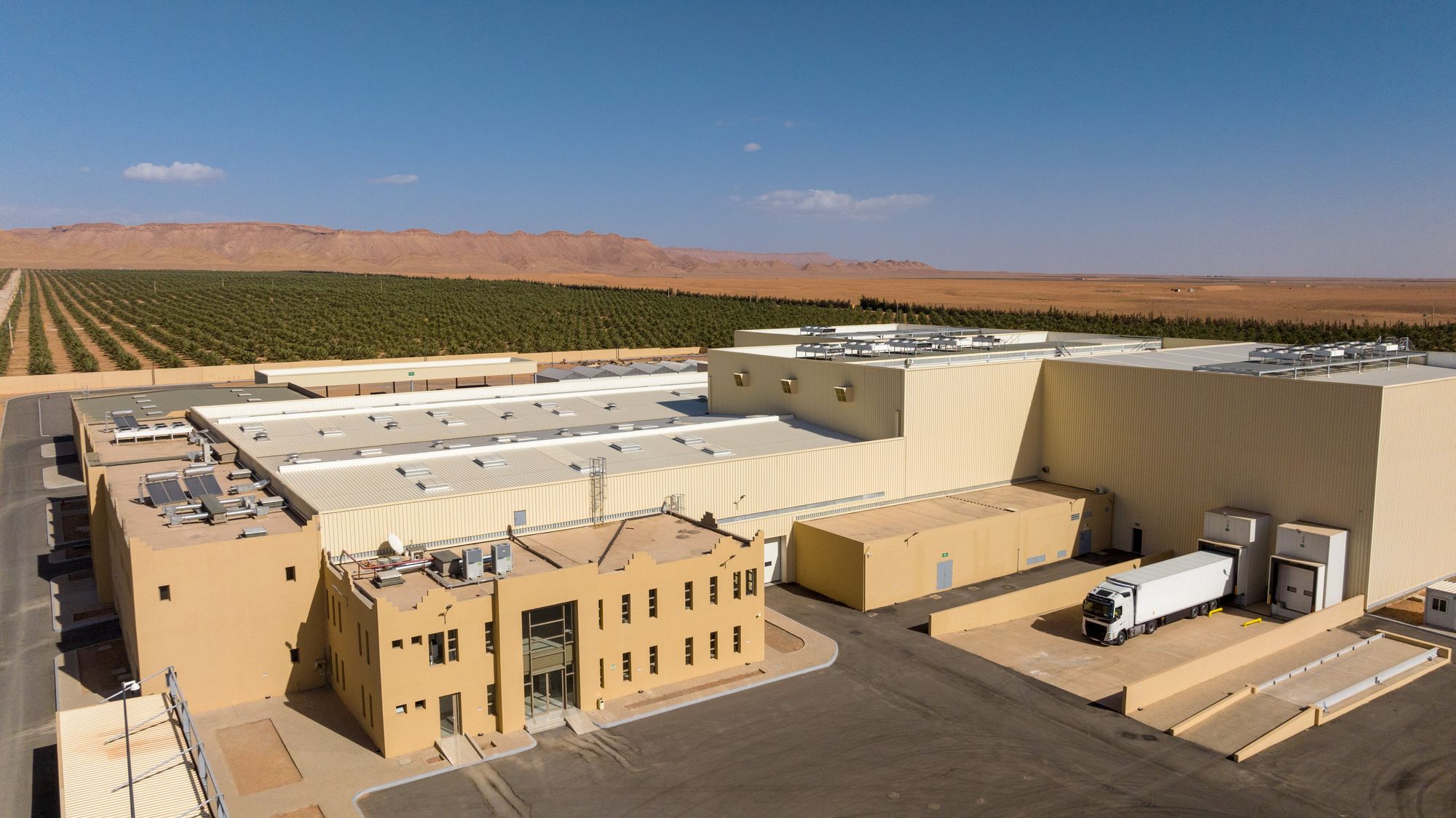 Medjool Star: Moroccan Mejhoul Excellence