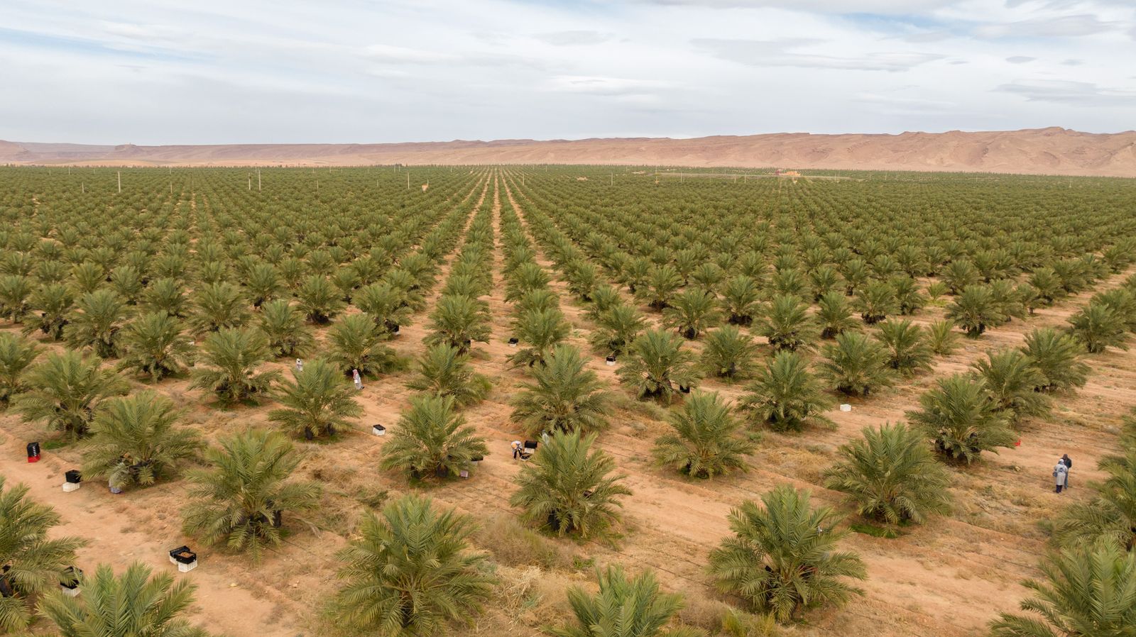 Tout savoir sur la datte Mejhoul - Medjool Star