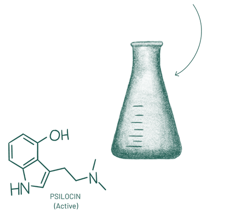 Why Natural? | Filament Health | Psychedelic Medicines Naturally Derived