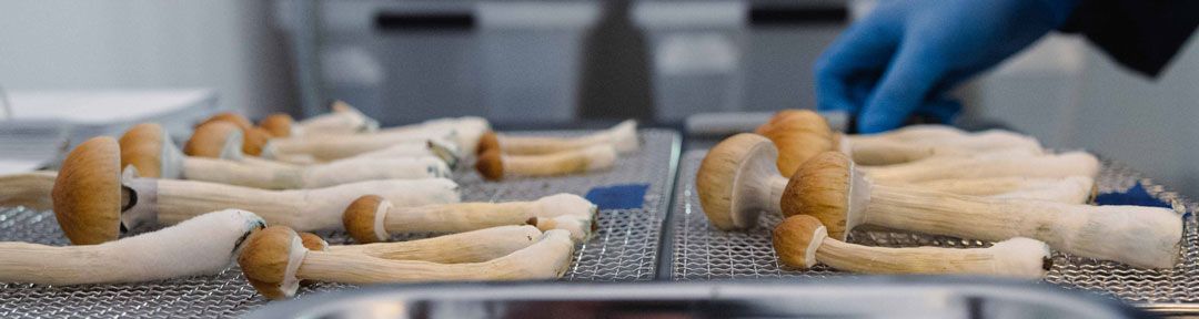 About Us | Filament Health | Psychedelic Medicines Naturally Derived